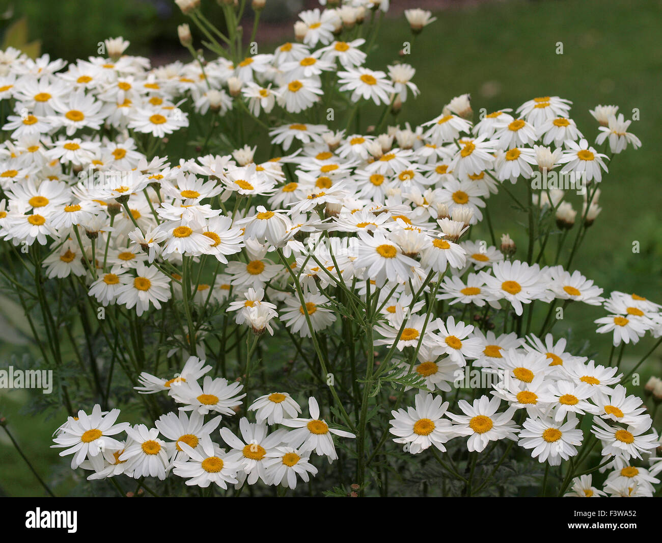 Tanacetum Corymbosum High Resolution Stock Photography and Images - Alamy