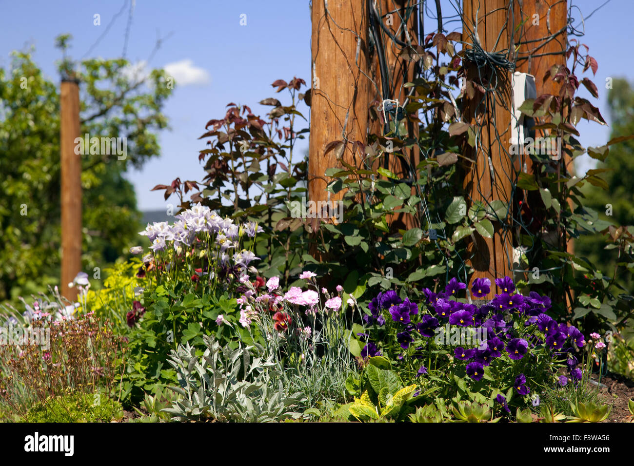 Spring clove hi-res stock photography and images - Alamy