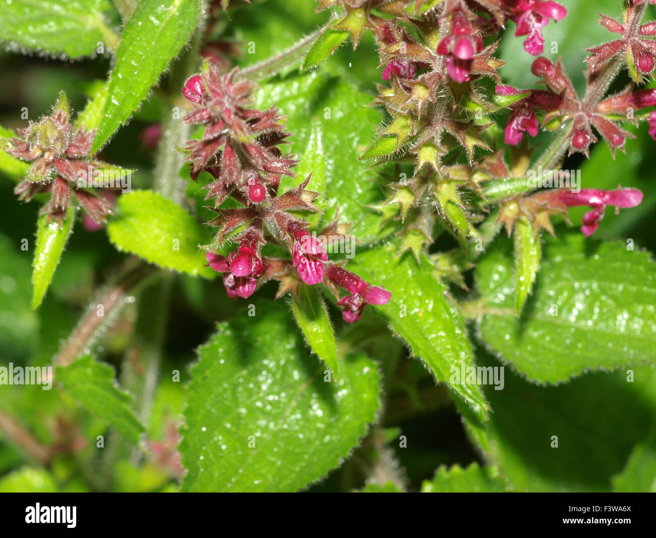 The Forest Woundwort Stachys Sylvatica High Resolution Stock ...