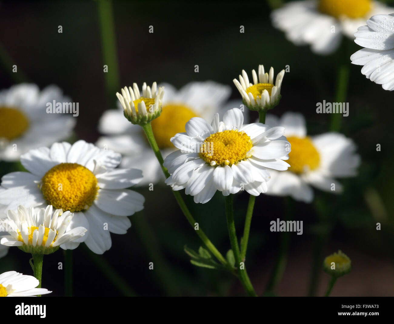 Tanacetum par hi-res stock photography and images - Alamy