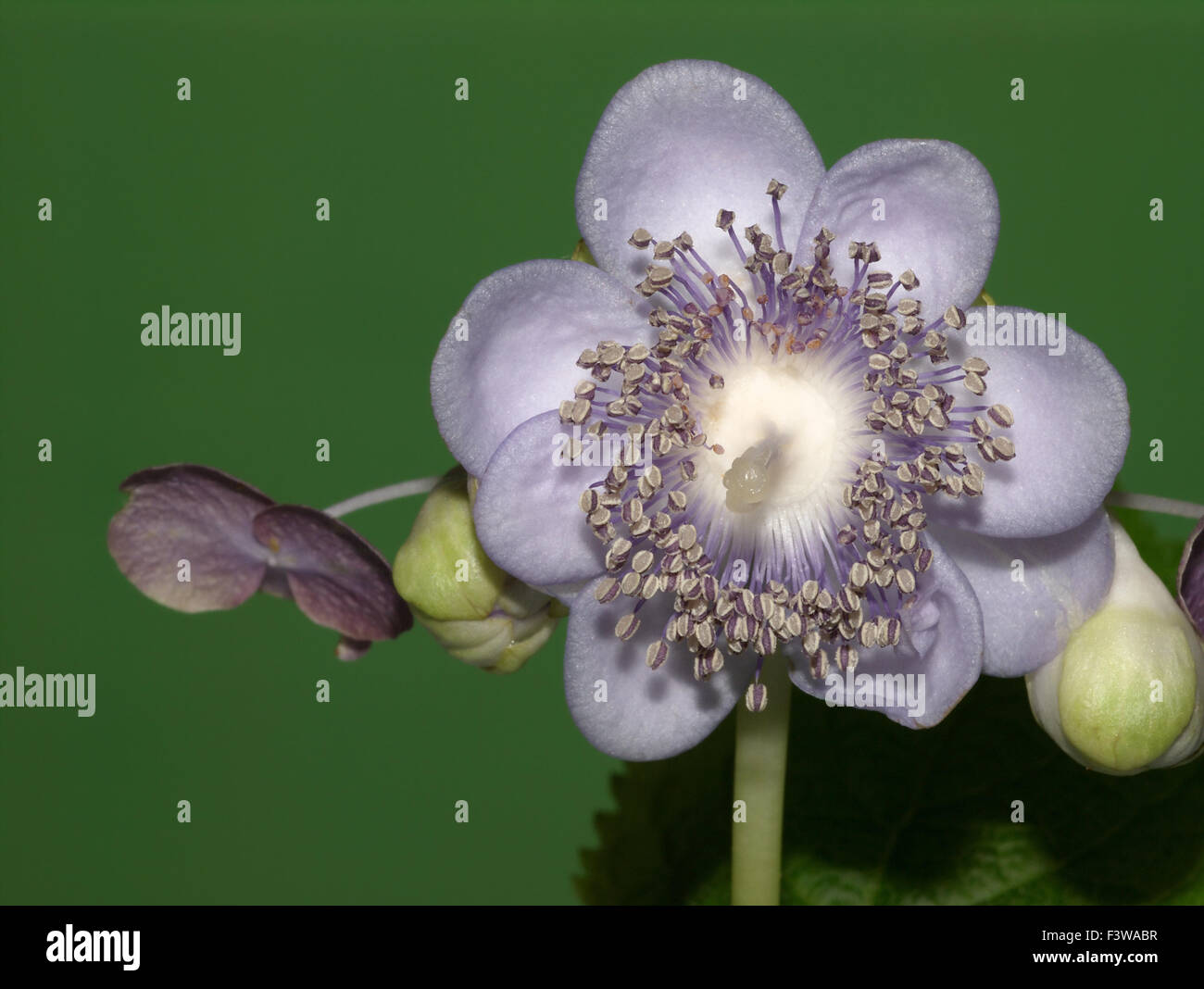 Deinanthe hi-res stock photography and images - Alamy