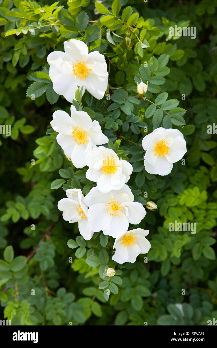 Austrian briar roses hi-res stock photography and images - Alamy