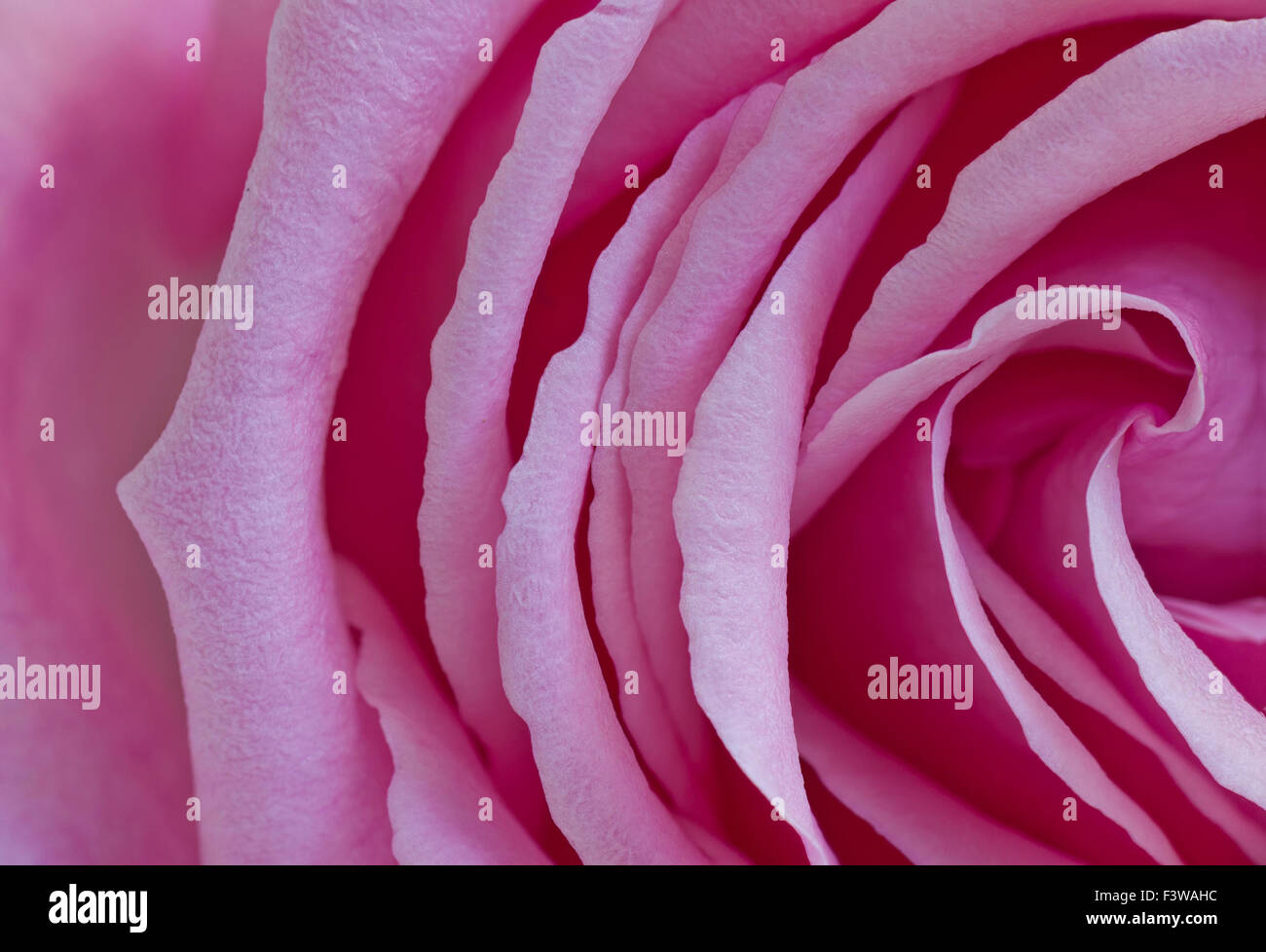 Pink rose detail Stock Photo - Alamy