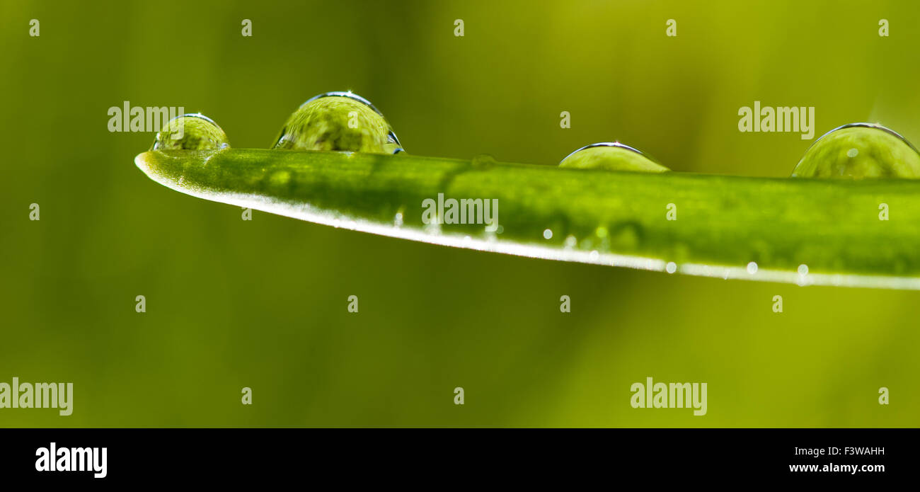 Drop of Dew Stock Photo - Alamy