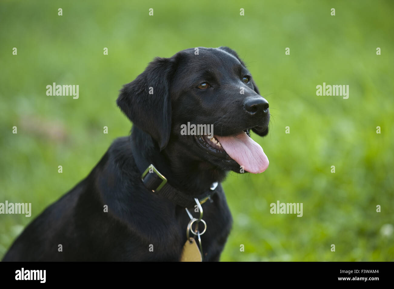 Labrador schwarz hi-res stock photography and images - Alamy