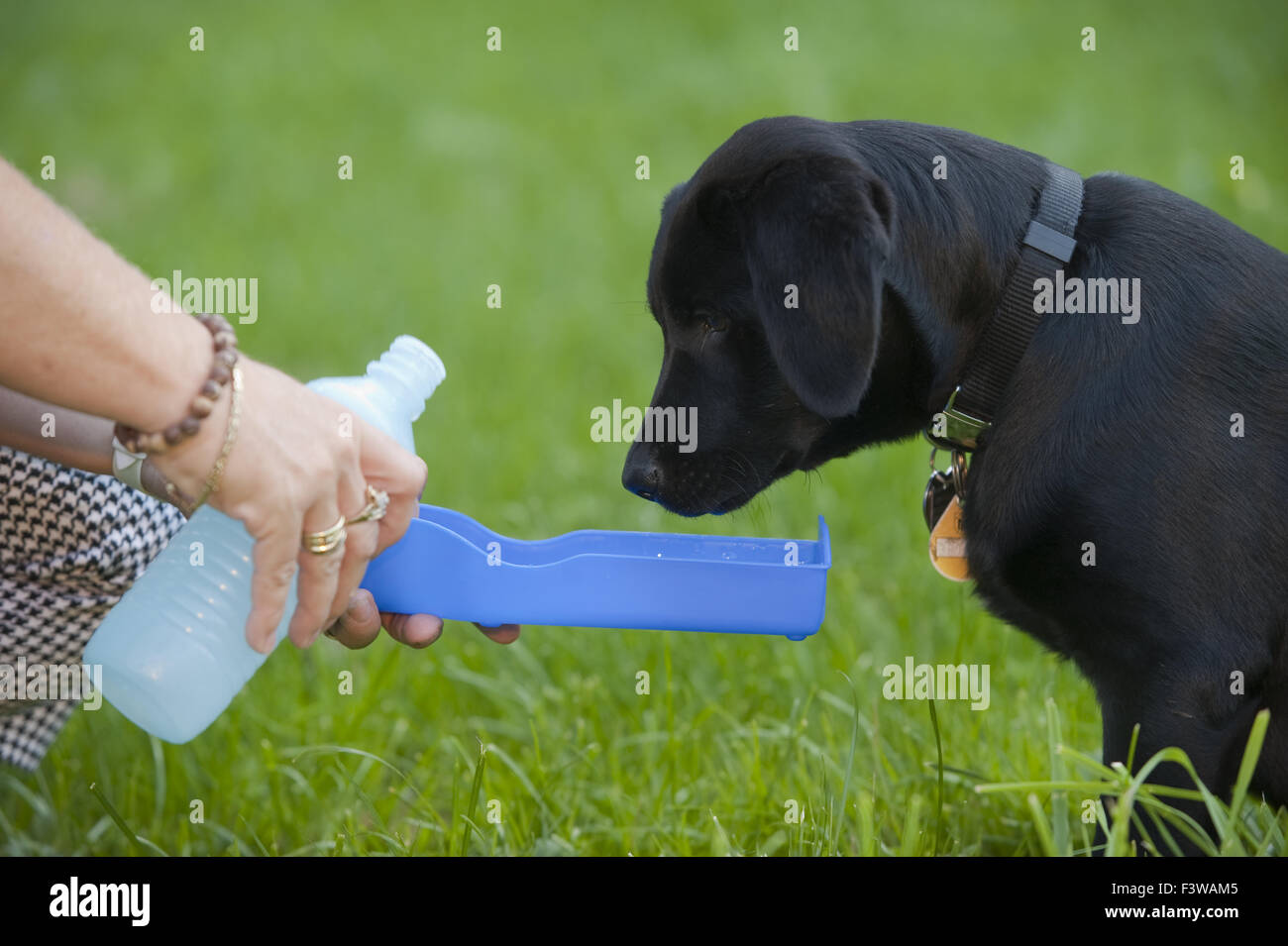 Drinking Labrador puppy Stock Photo - Alamy