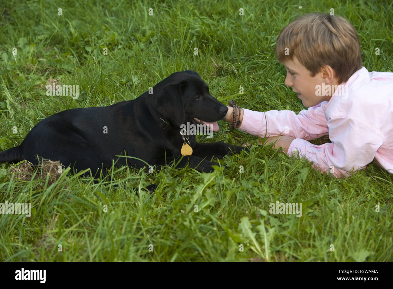 Boy with Labrador puppy Stock Photo - Alamy