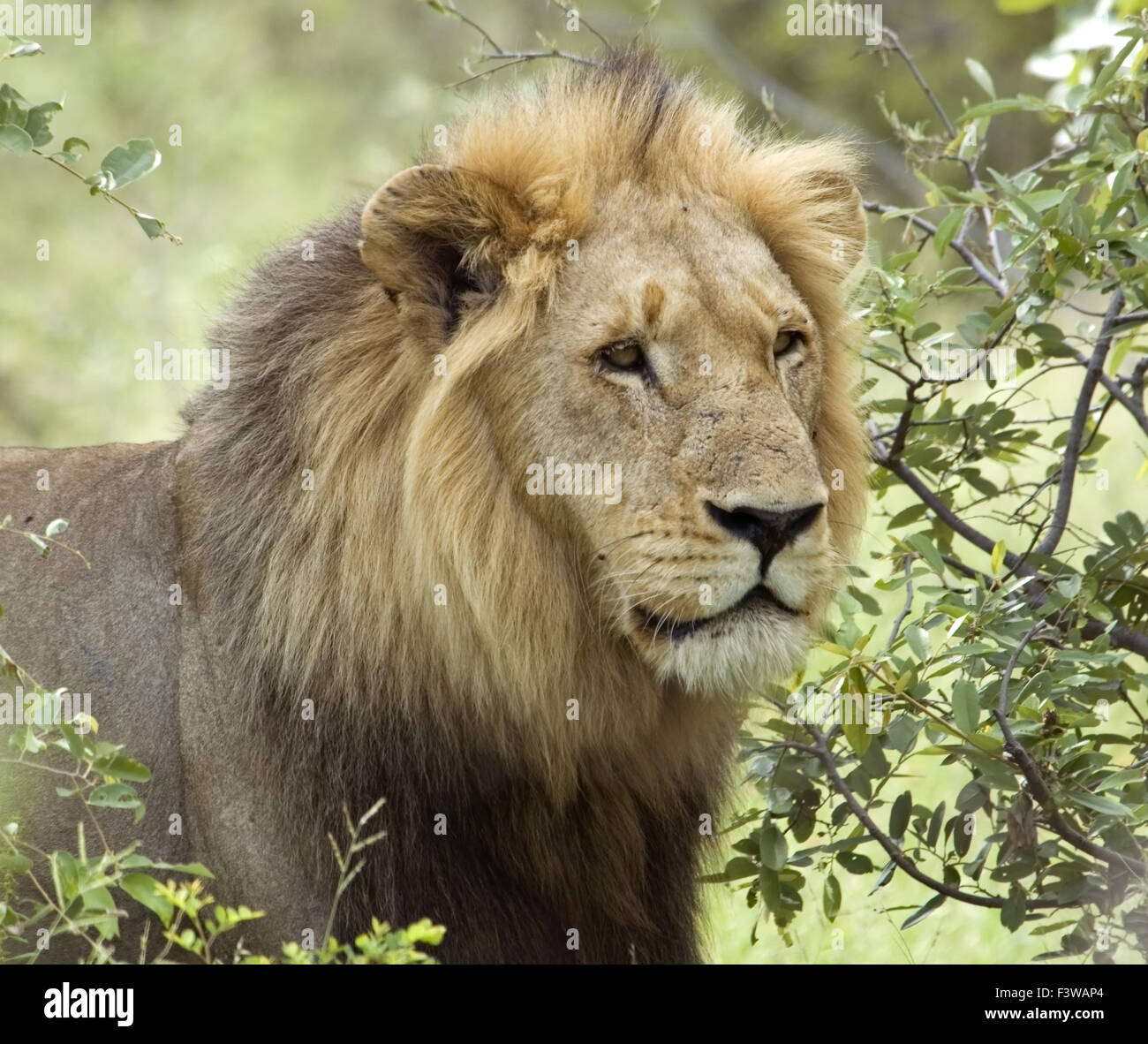 South africa jungle hi-res stock photography and images - Alamy
