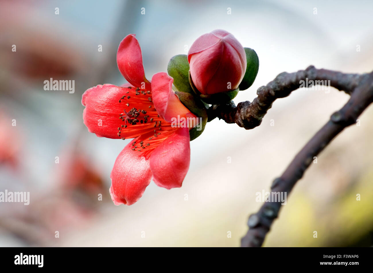 The flowers of ceiba tree Stock Photo - Alamy