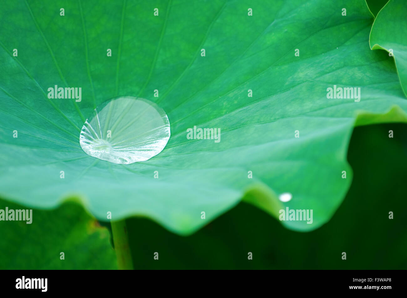 A water drop on lotus pad (leaf Stock Photo - Alamy