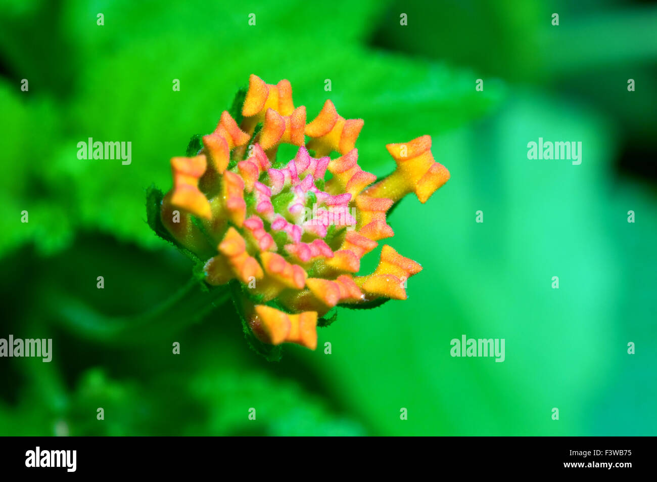 A closeup shoot of lantana camara flower Stock Photo - Alamy