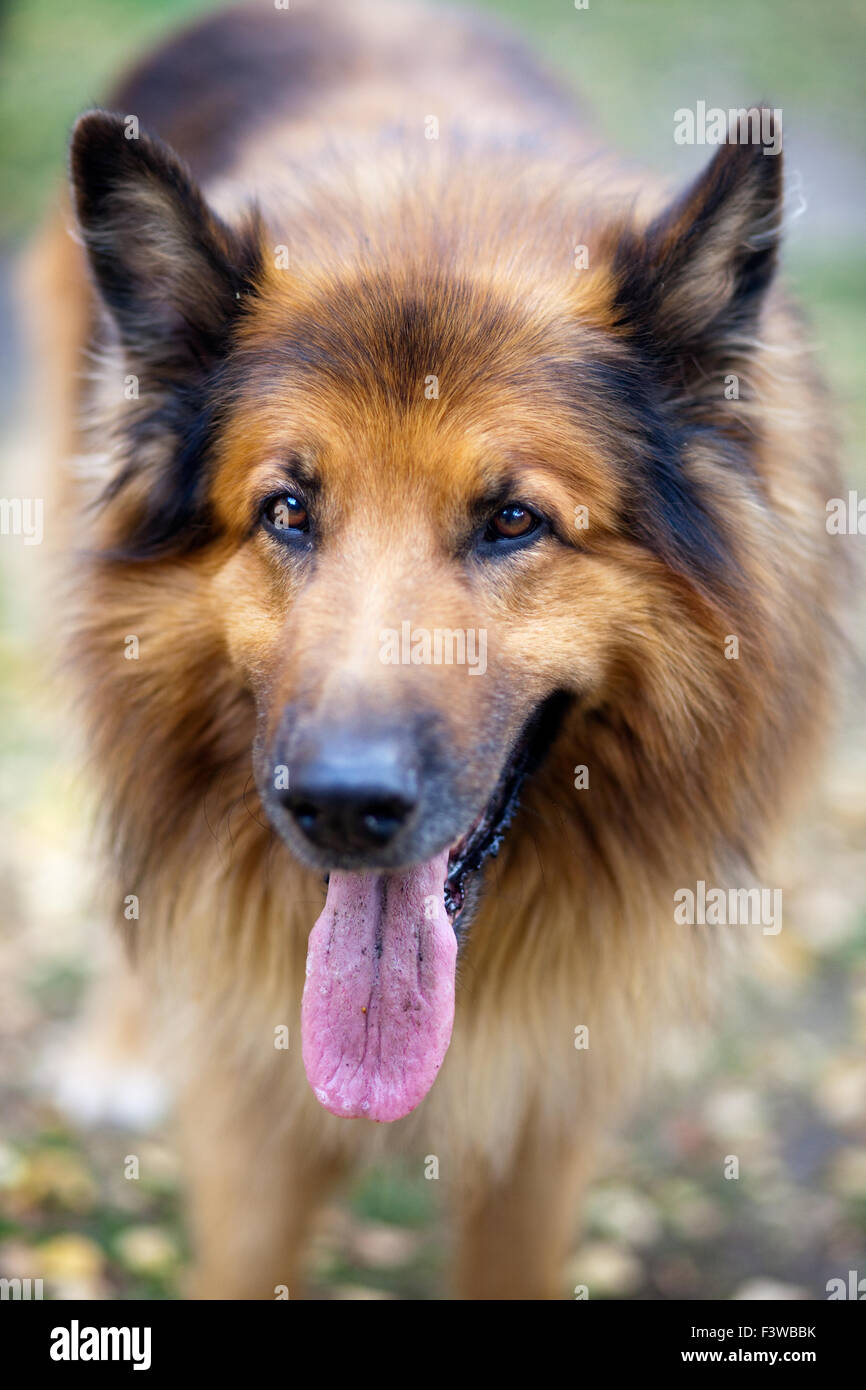 Alsatian collie hi-res stock photography and images - Alamy