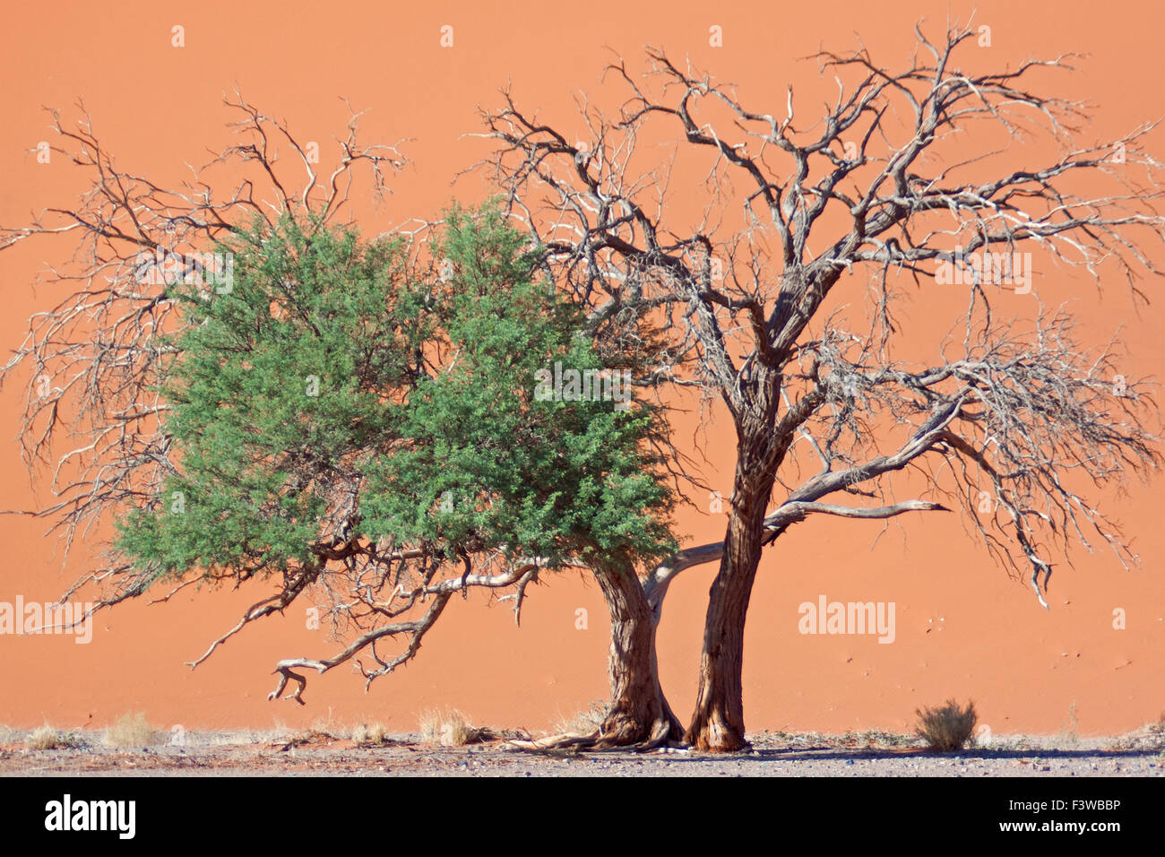 Landscape in namibia Stock Photo - Alamy