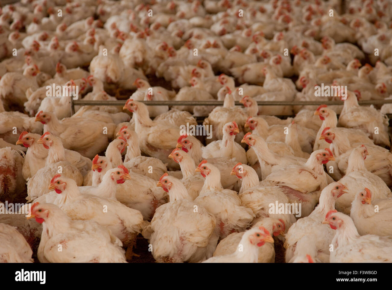 Chicken factory america hi-res stock photography and images - Alamy