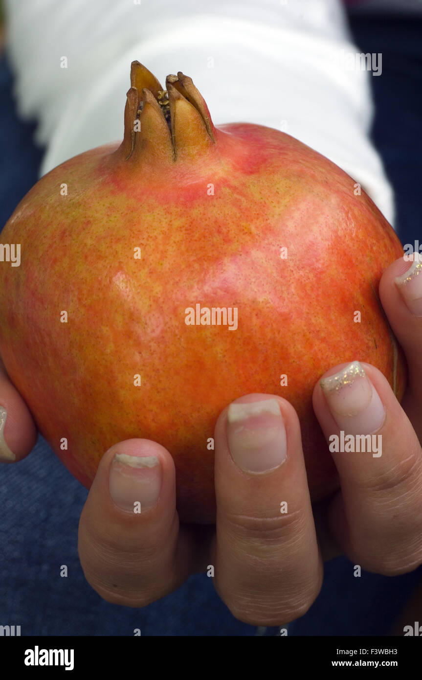 Hand grenade food hi-res stock photography and images - Alamy