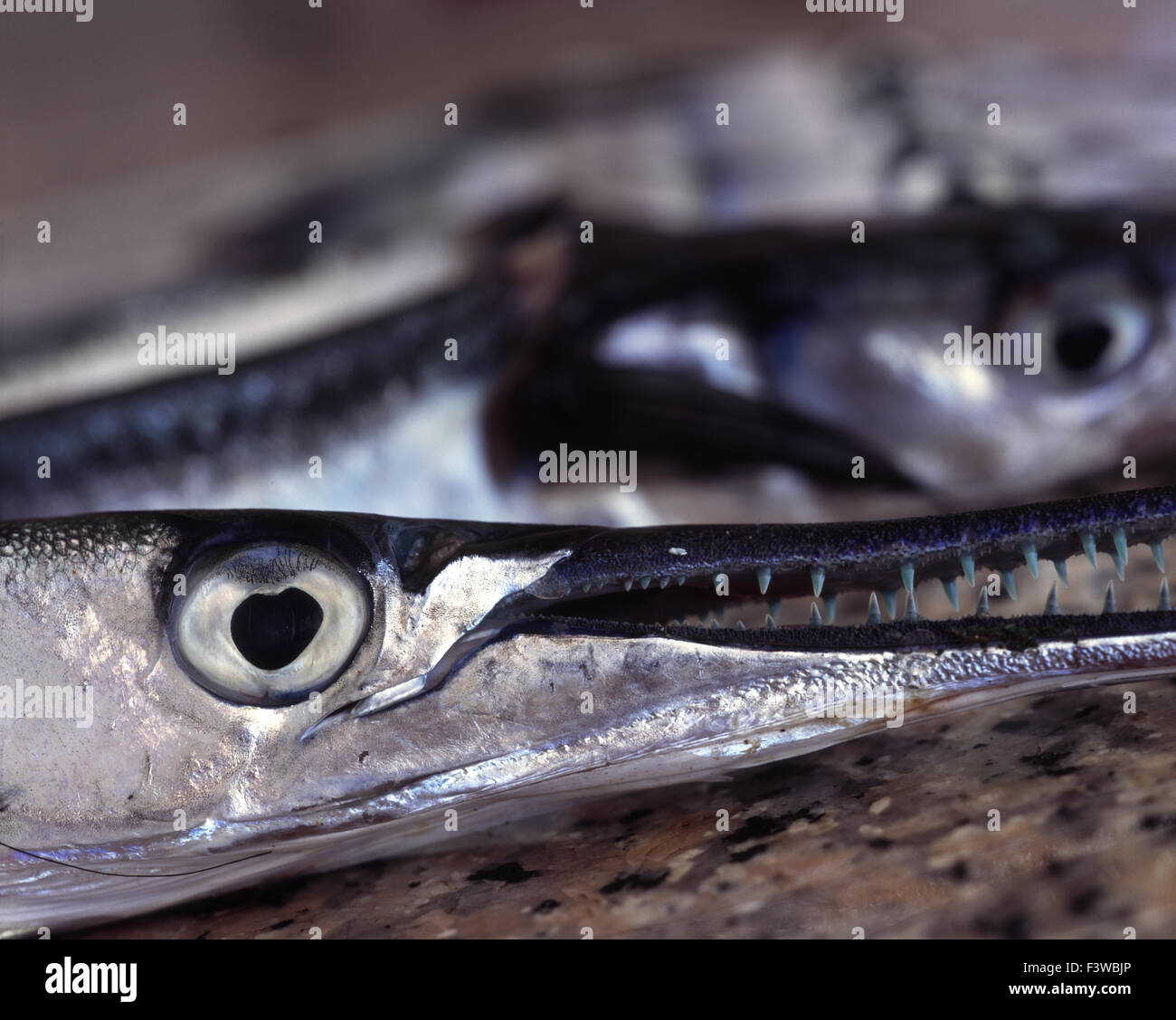 Kupang hi-res stock photography and images - Alamy