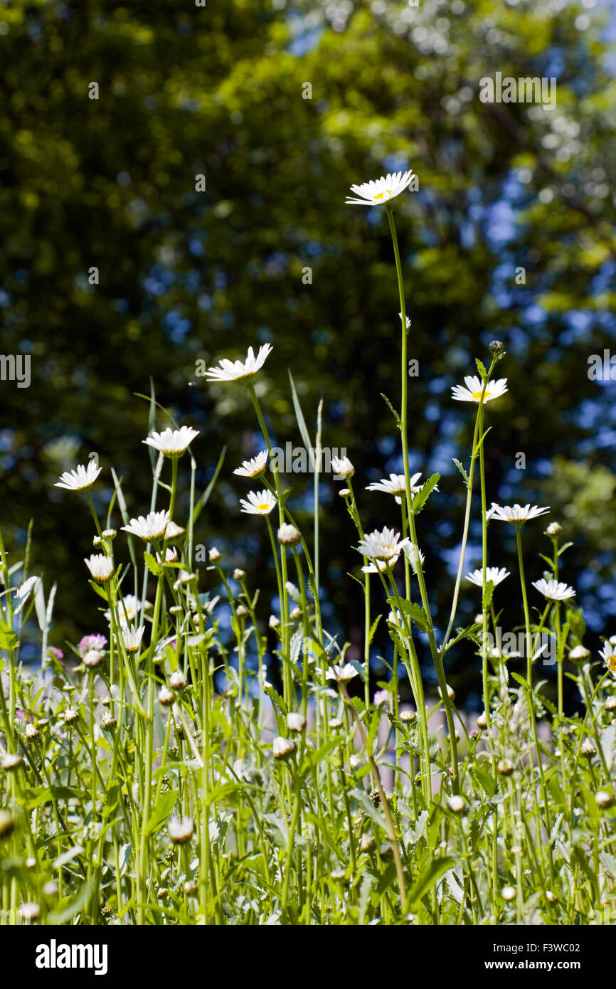 oxeye daisy - Leucanthemum vulgare Stock Photo - Alamy
