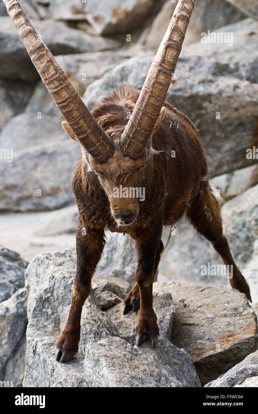 Ibex jump hi-res stock photography and images - Alamy