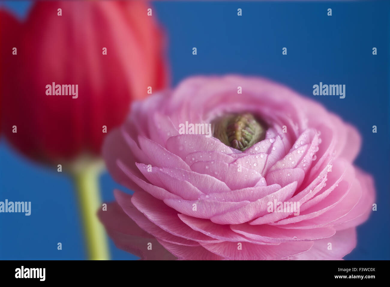 Tulpe pink hi-res stock photography and images - Alamy