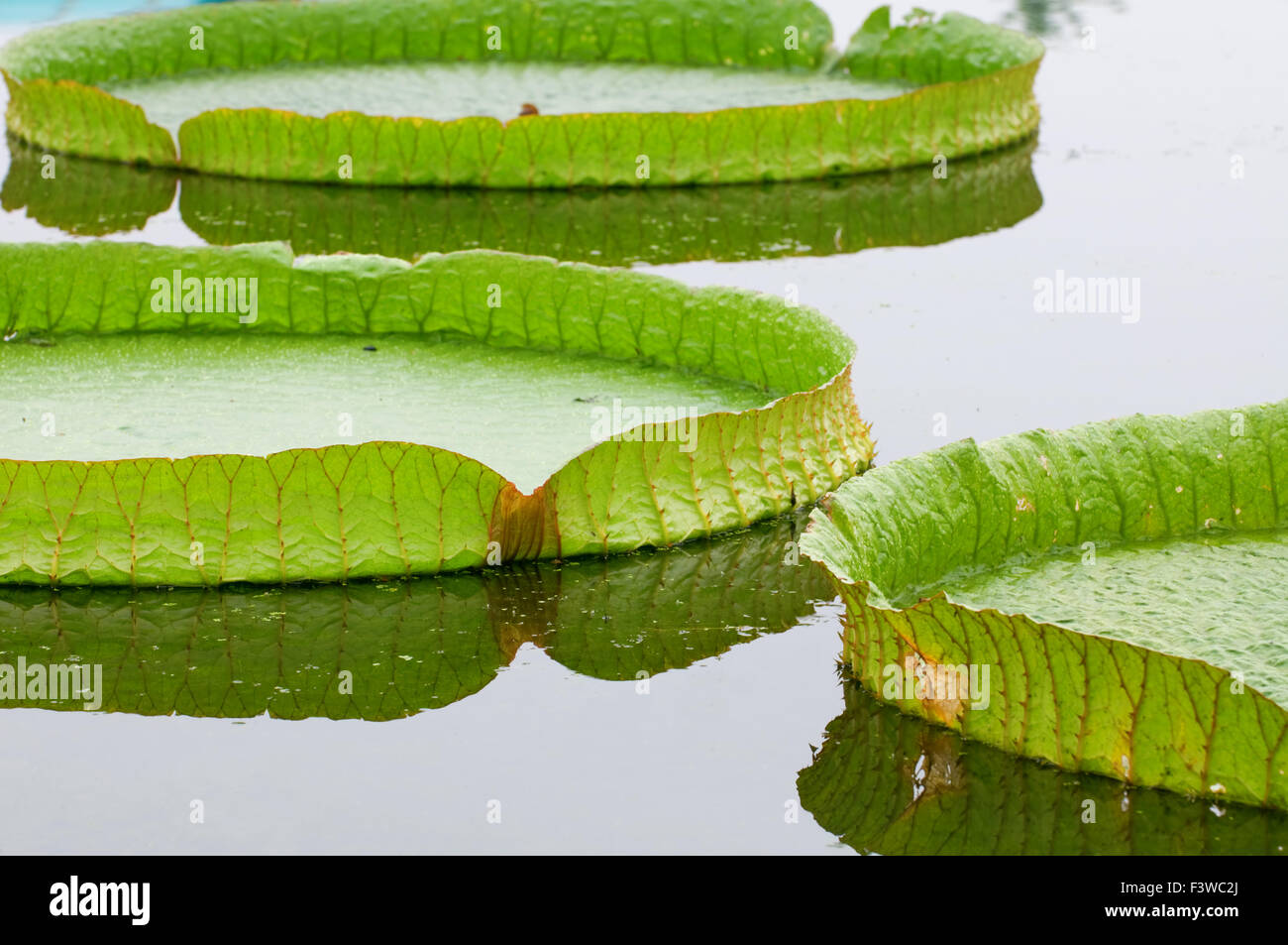 The details of huge lotus leafs over water Stock Photo - Alamy