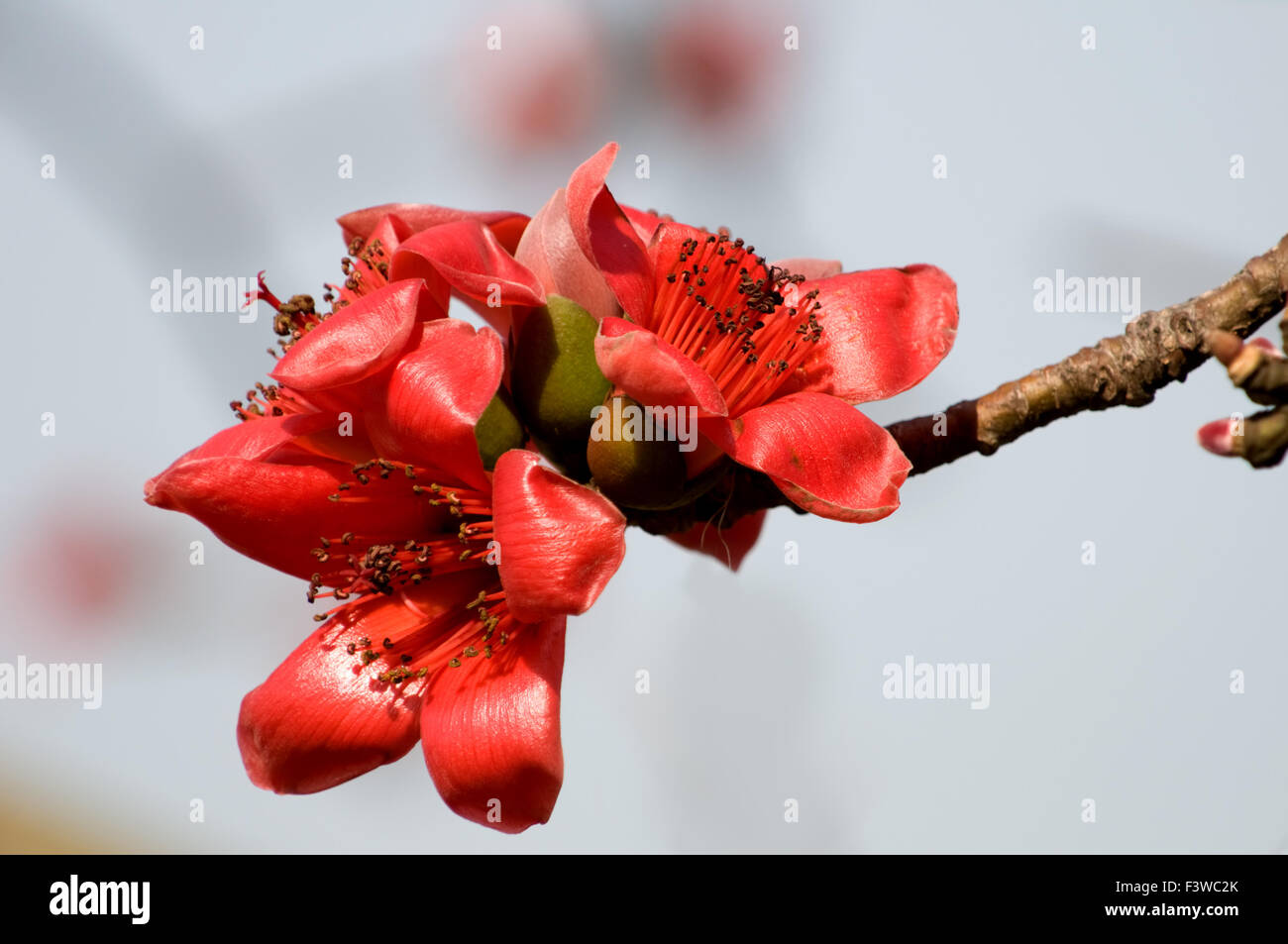 The flowers of ceiba tree Stock Photo - Alamy