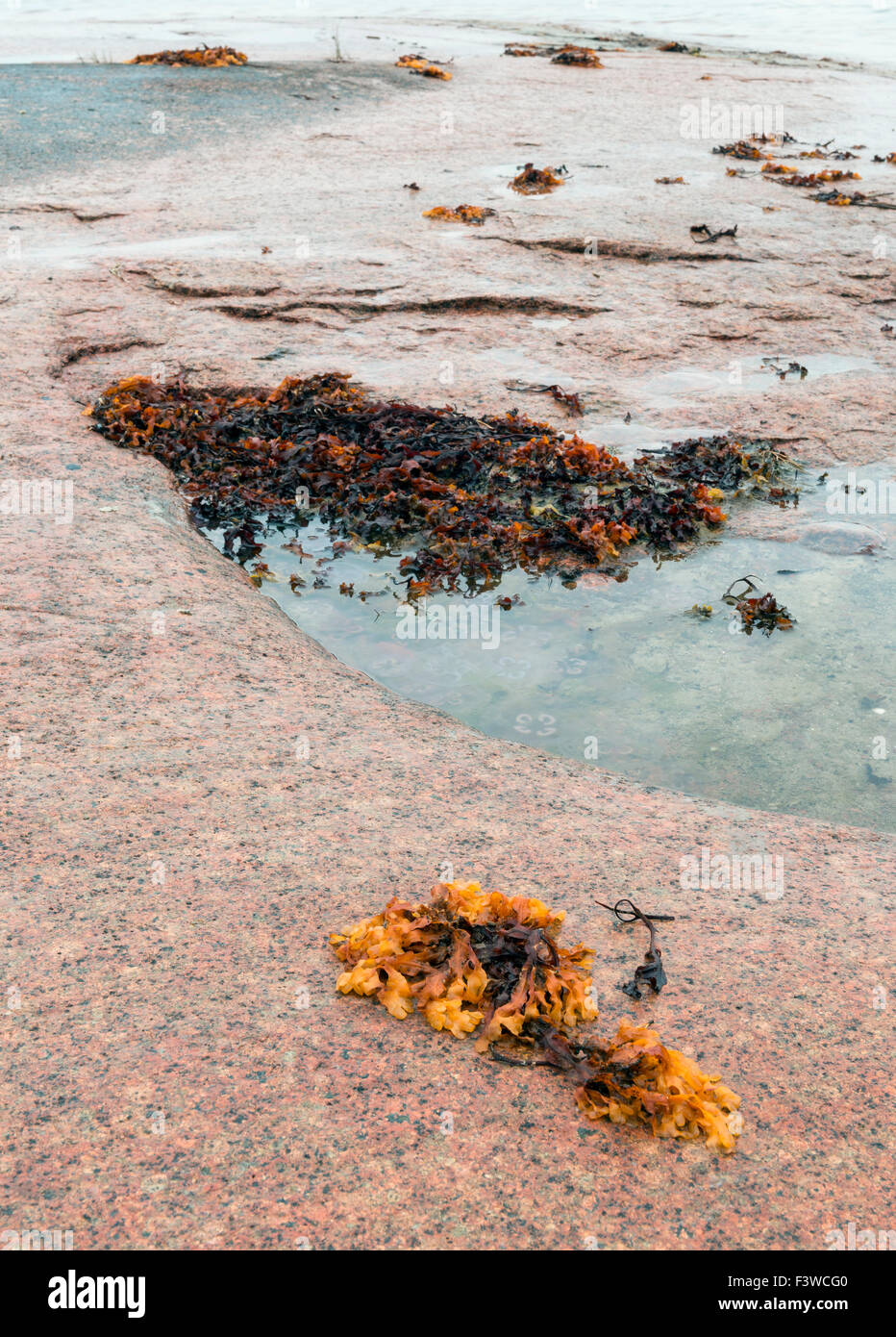 Water Seaweed Rocks High Resolution Stock Photography and Images - Alamy