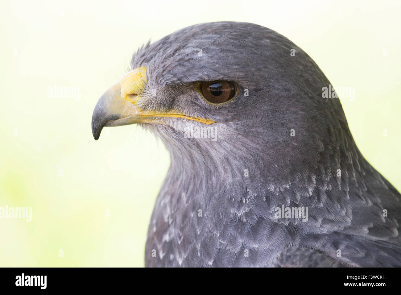 portrait of a great wild falcon Stock Photo - Alamy
