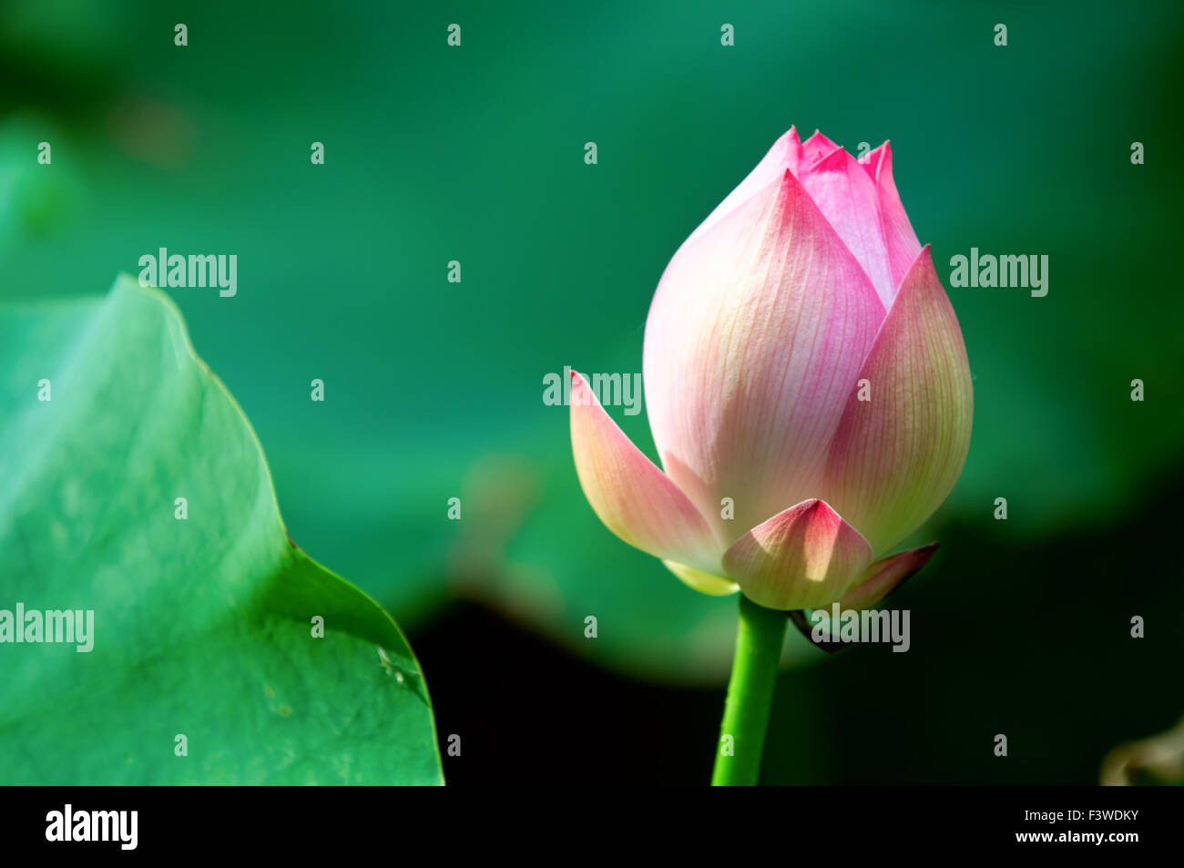 The view of single lotus flower over green Stock Photo - Alamy