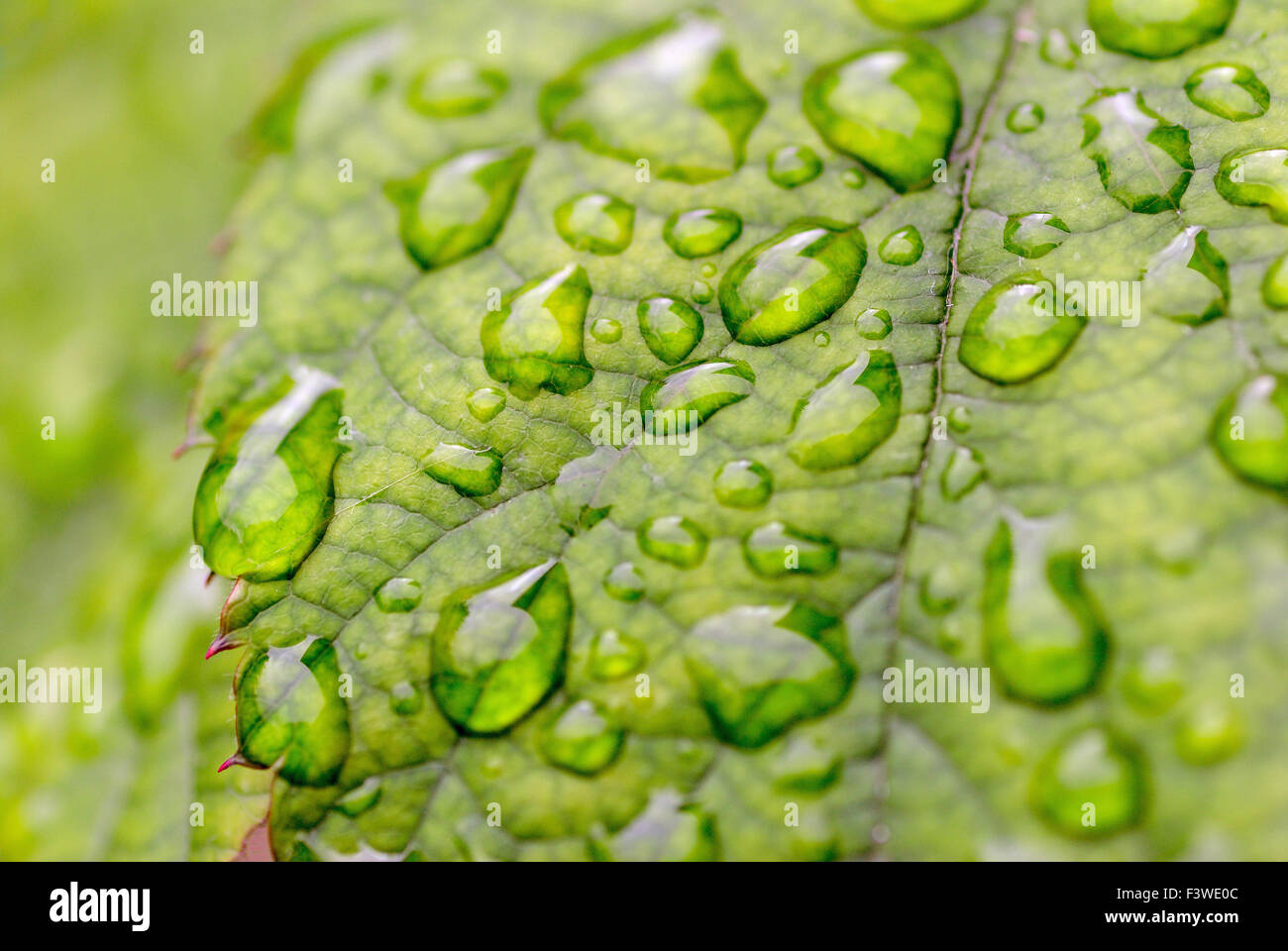 Leaf with drops Stock Photo - Alamy