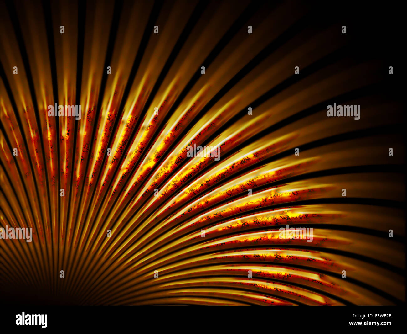 Amber fan shaped shell Stock Photo - Alamy