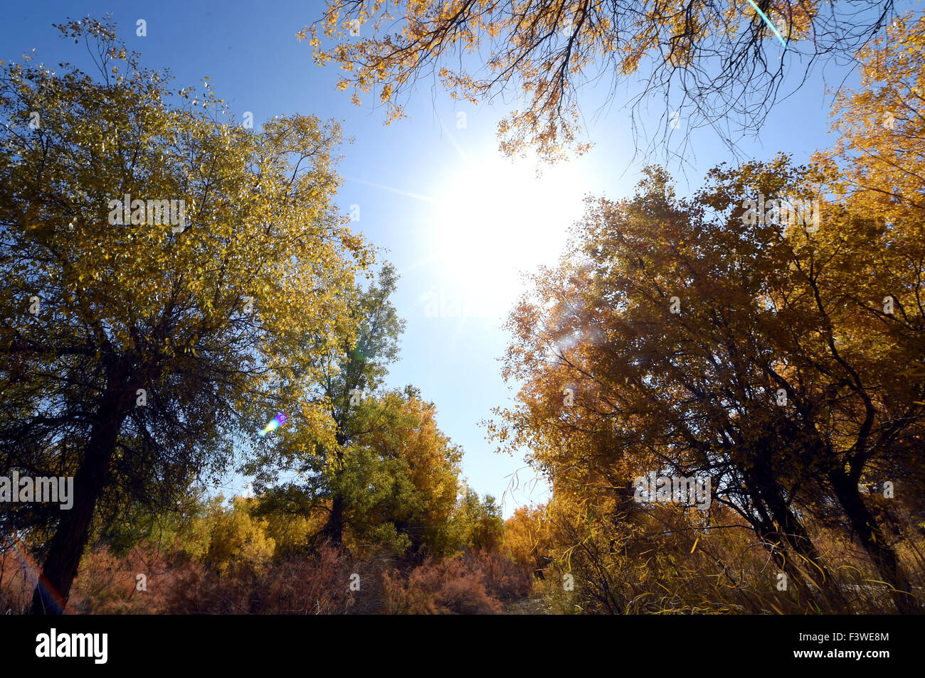 Jinta. 13th Oct, 2015. Photo taken on Oct. 13, 2015 shows the populus ...