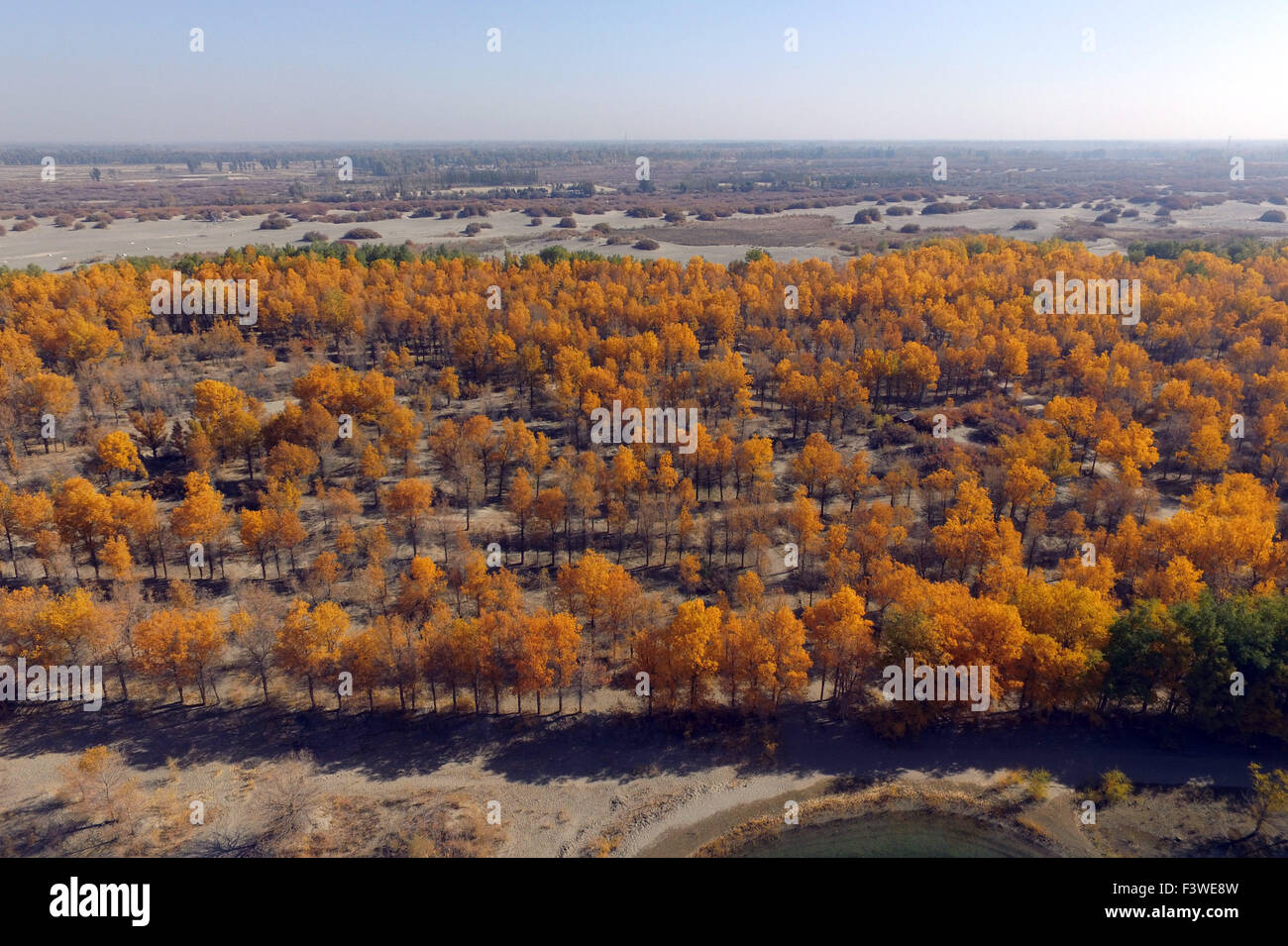 Jinta. 13th Oct, 2015. Photo taken on Oct. 13, 2015 shows the populus ...