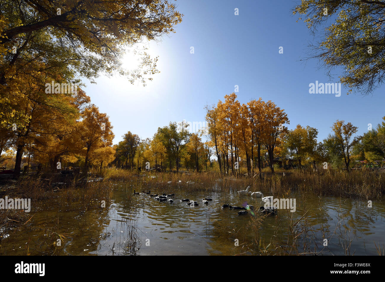 Jinta. 13th Oct, 2015. Photo taken on Oct. 13, 2015 shows the populus ...