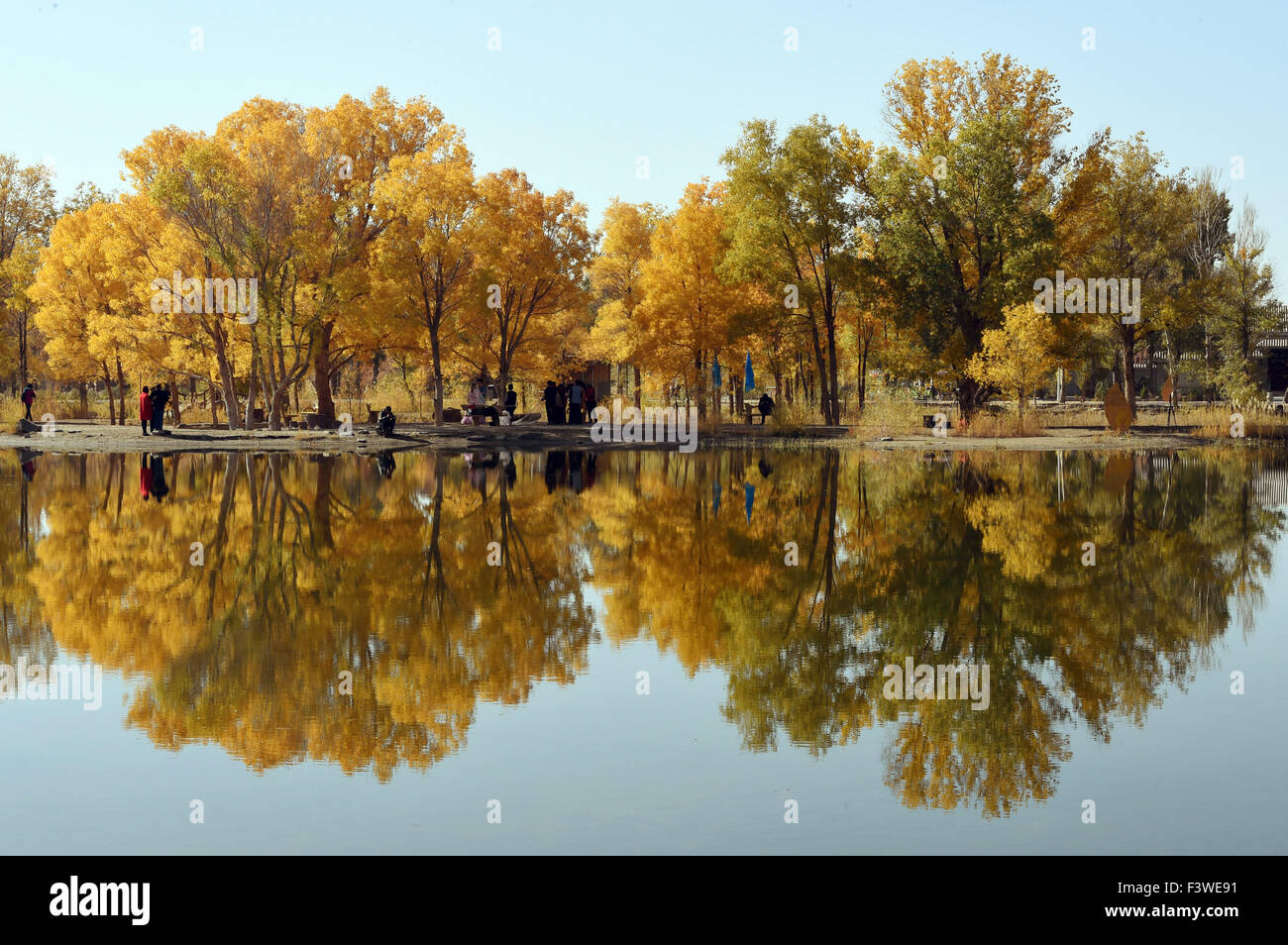 Jinta. 13th Oct, 2015. Photo taken on Oct. 13, 2015 shows the populus ...