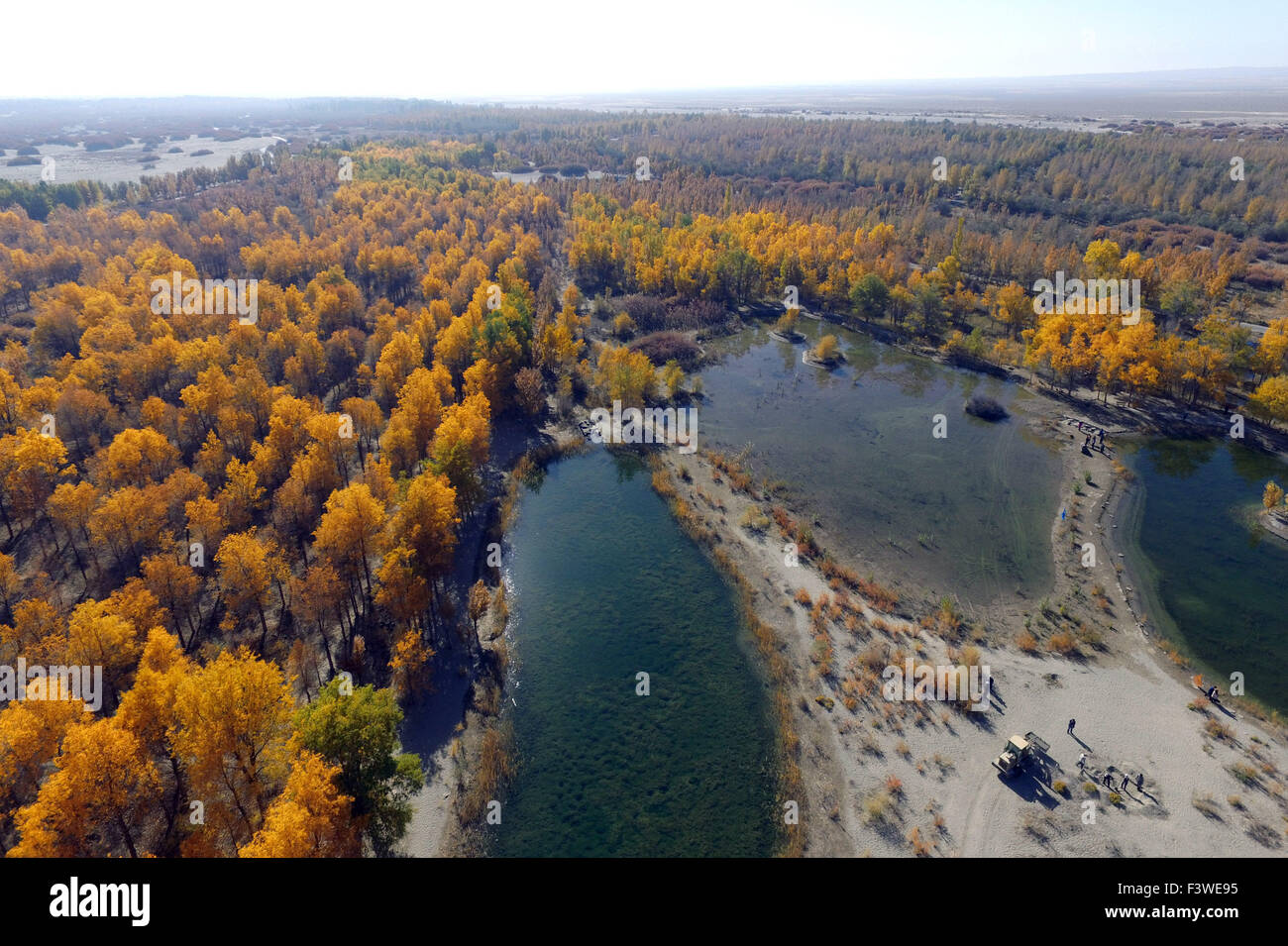 Jinta. 13th Oct, 2015. Photo taken on Oct. 13, 2015 shows the populus ...