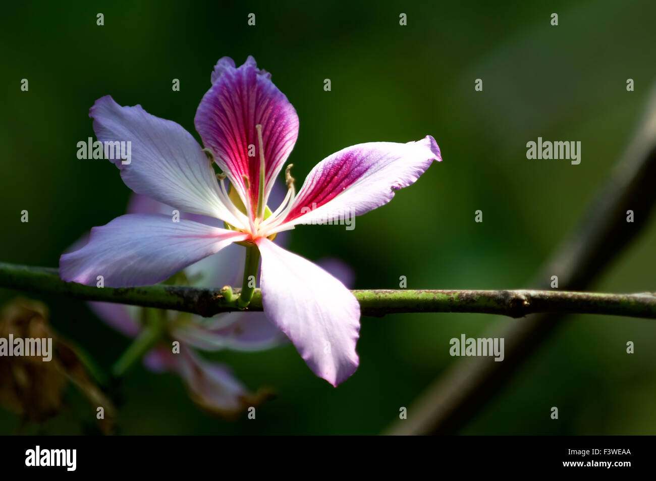The bauhinia blakeana flower Stock Photo - Alamy