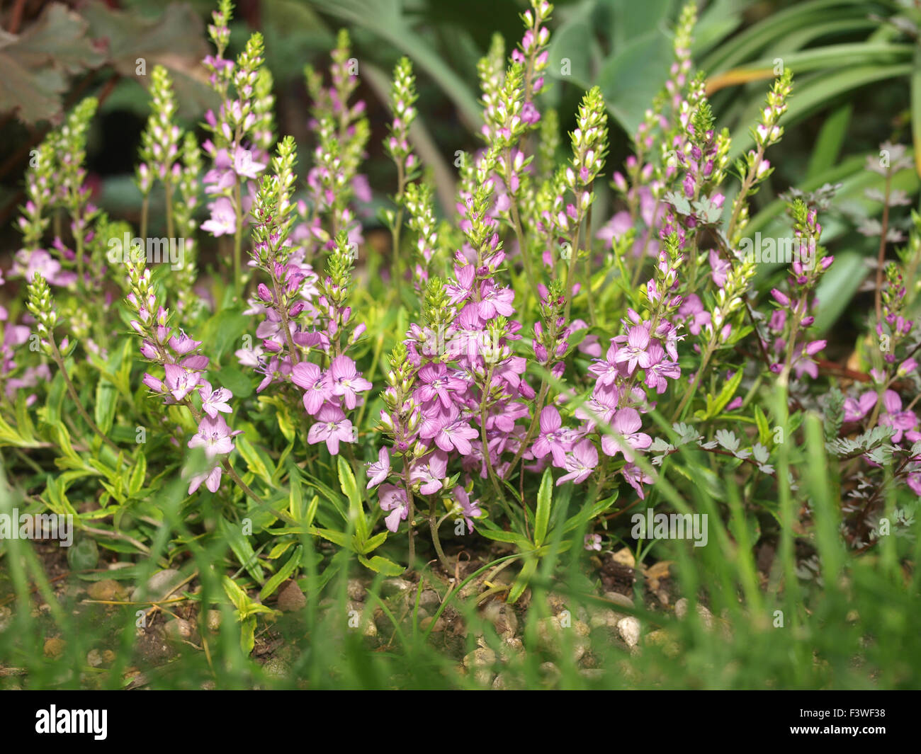 Veronica prostrata Rosea Stock Photo - Alamy