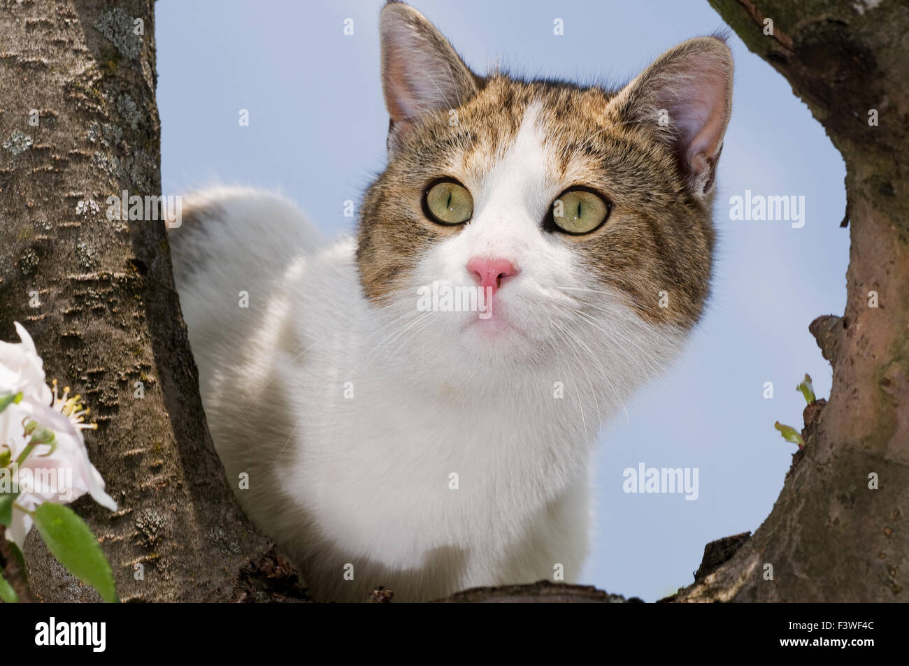 cat in tree Stock Photo - Alamy