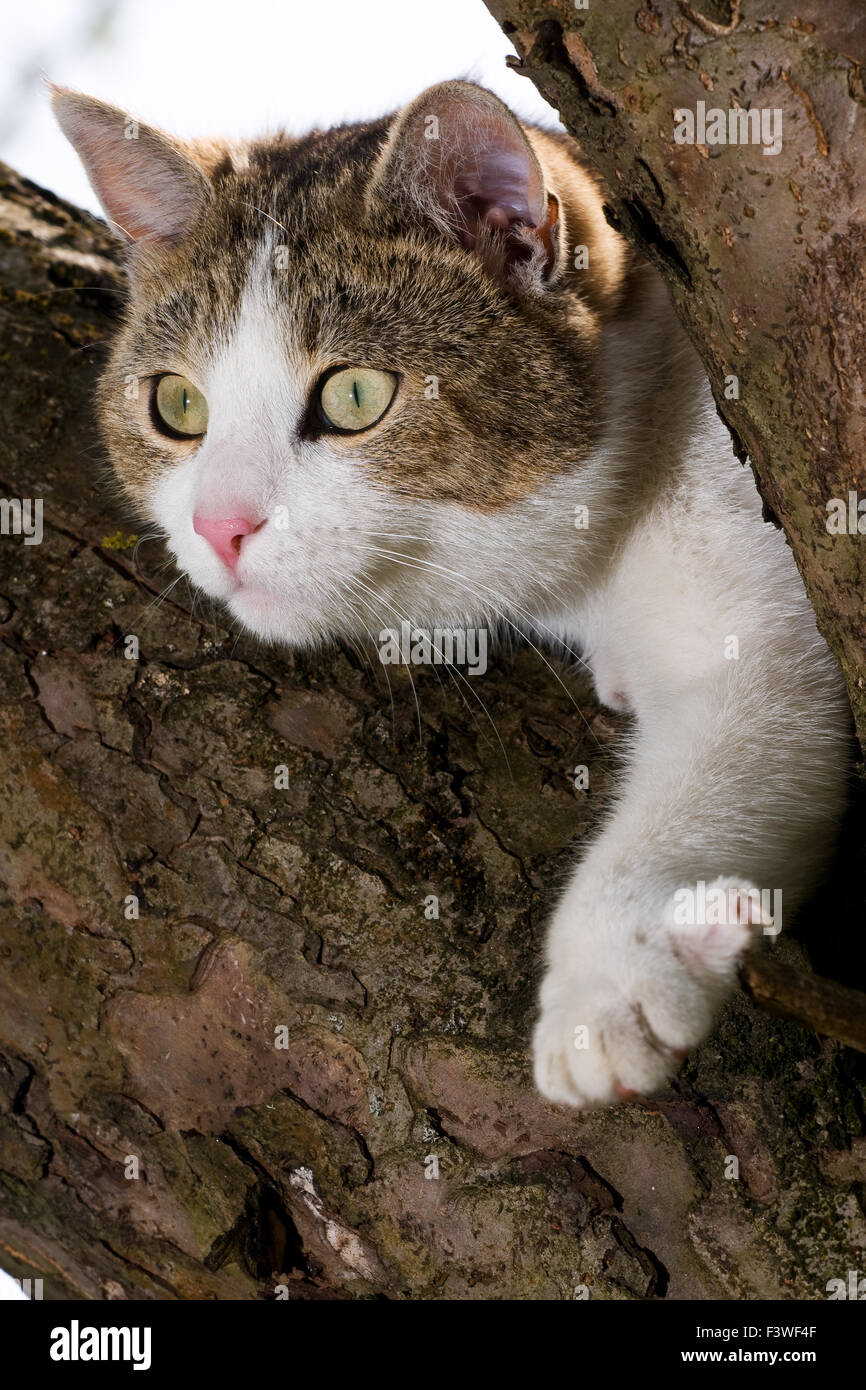 cat in tree Stock Photo - Alamy