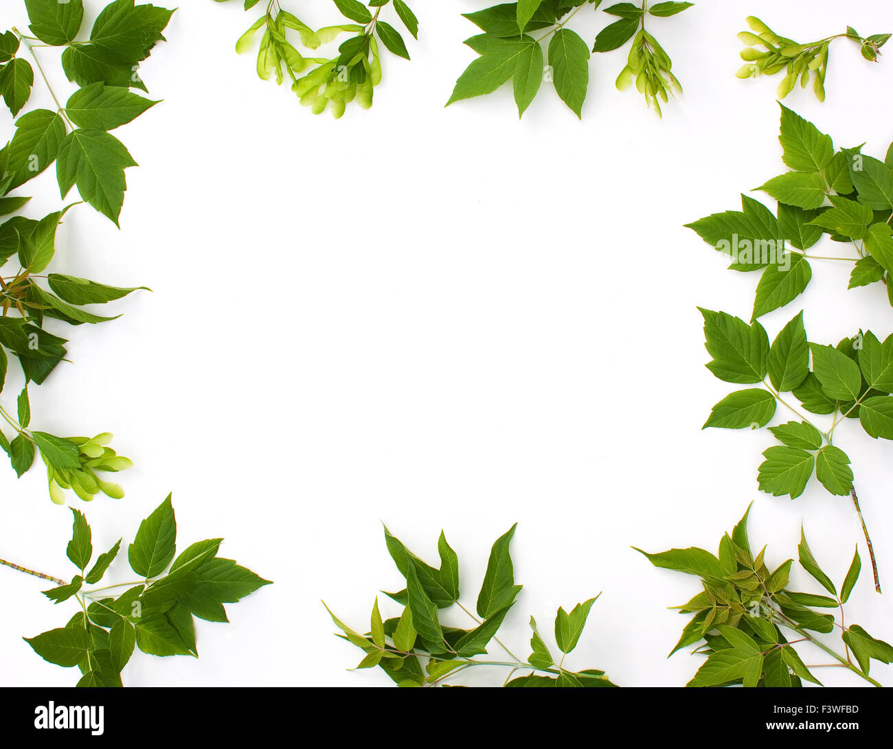 Frame photo of leaves Stock Photo - Alamy
