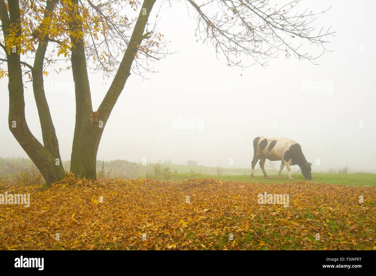 Bull under tree hi-res stock photography and images - Alamy