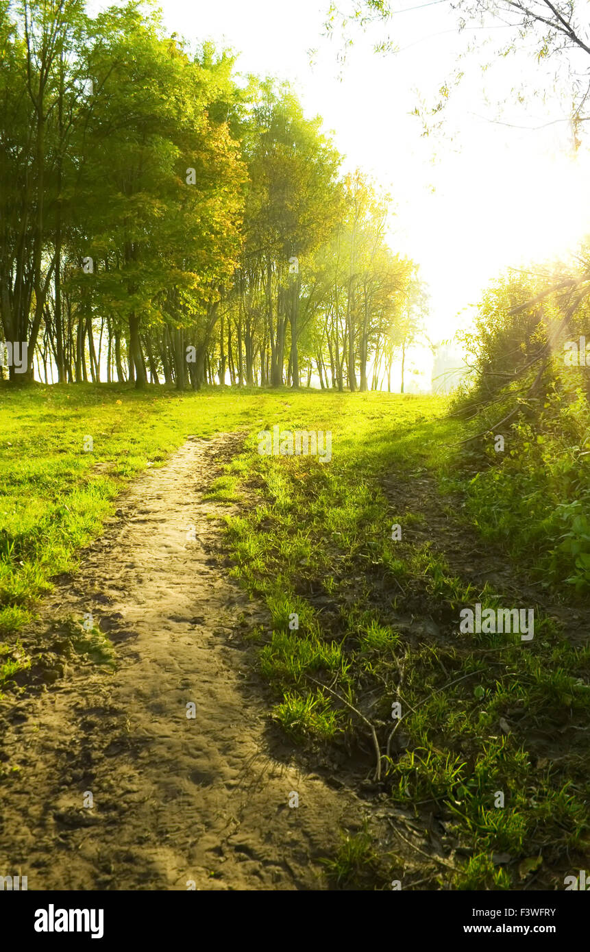 Sunset forest path Stock Photo - Alamy