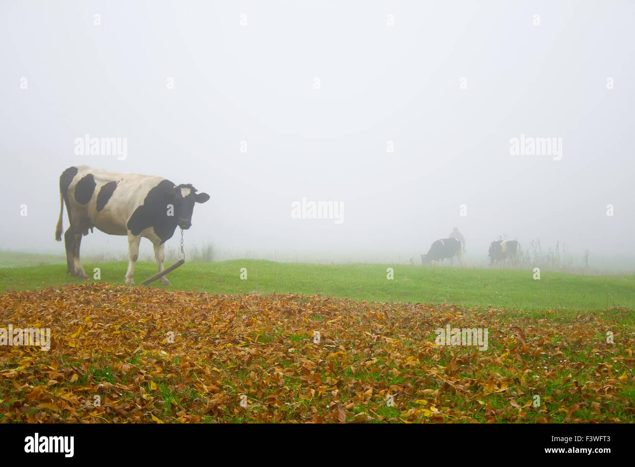 Cow under the autumn tree Stock Photo - Alamy
