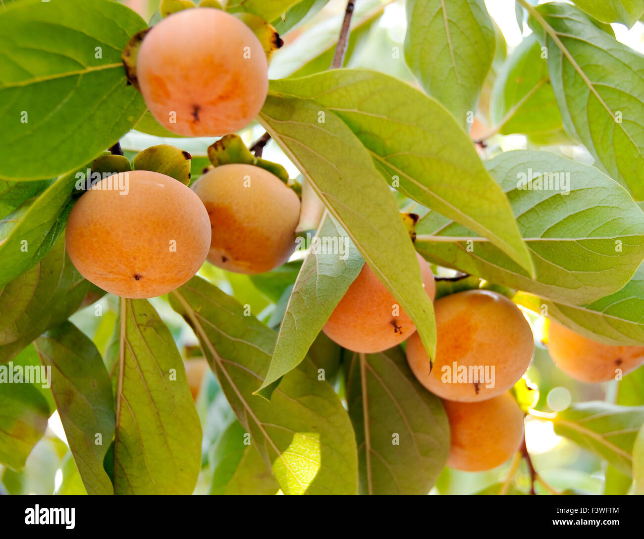 Fuyu persimmon leaves ripe hi-res stock photography and images - Alamy
