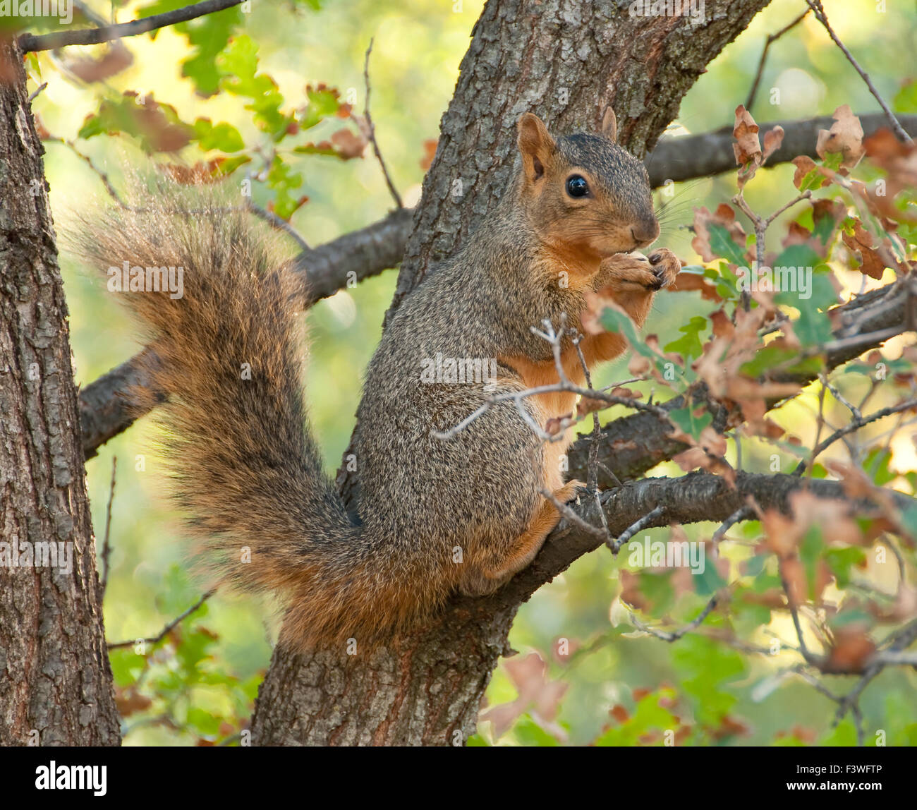 squirrel eating nut Stock Photo - Alamy