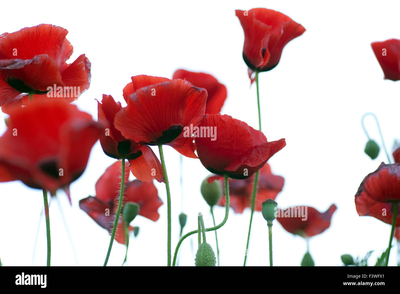red poppies isolated Stock Photo - Alamy