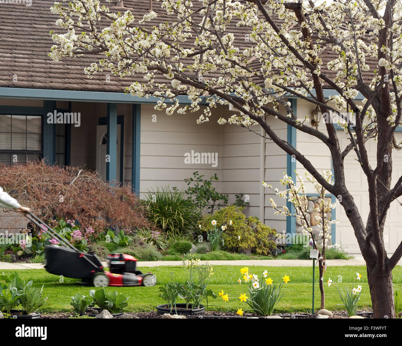 Spring lawn mowing daffodil hi-res stock photography and images - Alamy