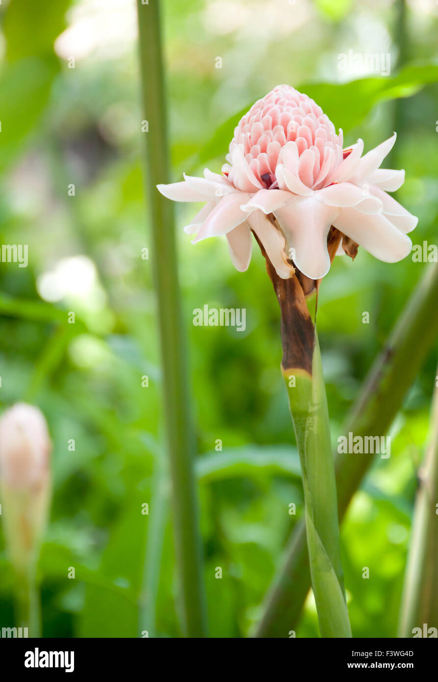 Torch ginger plant hi-res stock photography and images - Alamy