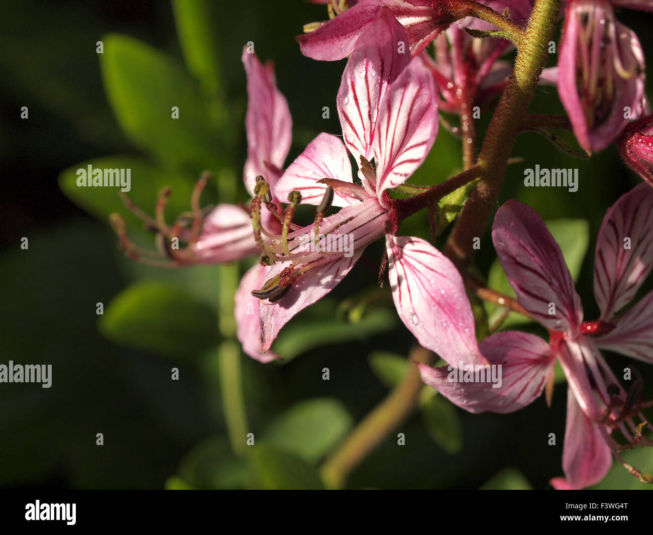 Gas plant hi-res stock photography and images - Alamy