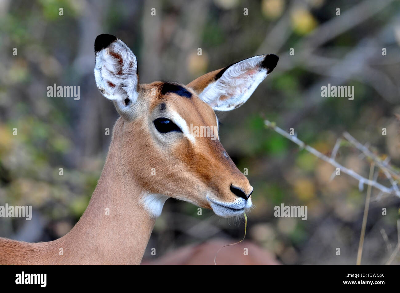 Africa Wildlife: Impala Stock Photo - Alamy